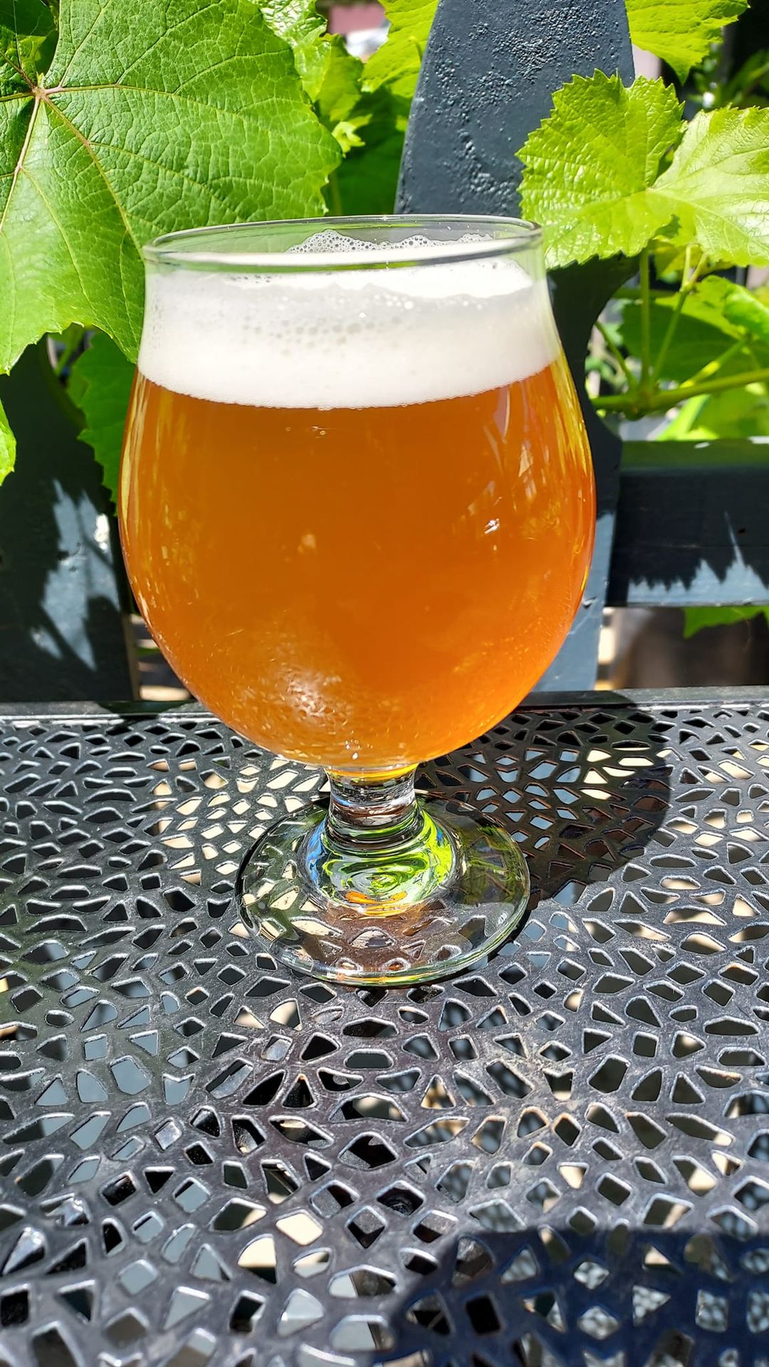 New CFB Beer: Saison Dorena | Coast Fork Brewing and Retail Shop